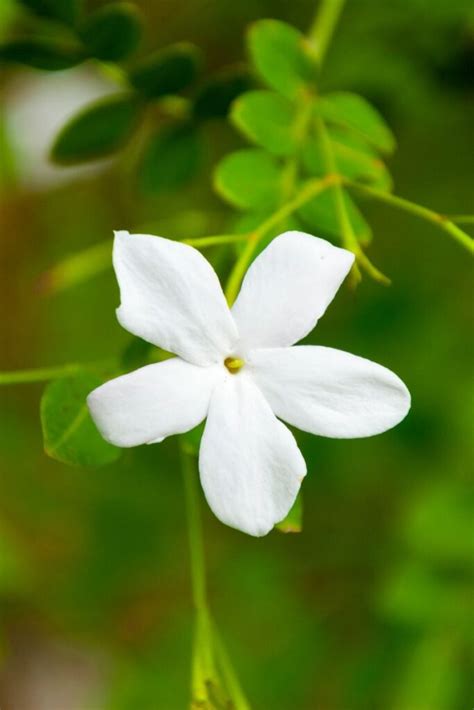 Jasmine Flower