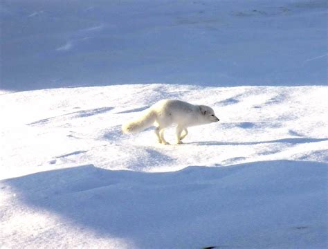 File Arctic Fox 1997 08 05  Wikimedia Commons
