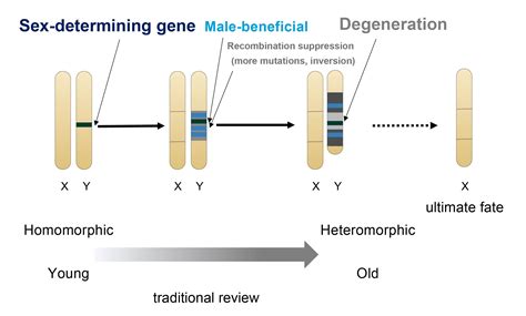The ‘forever Young Secret Of Scallop Sex Chromosomes Exceptions To The ‘general Rules