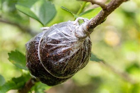 How To Grow And Care For Sugar Maple Trees Gardeners Path