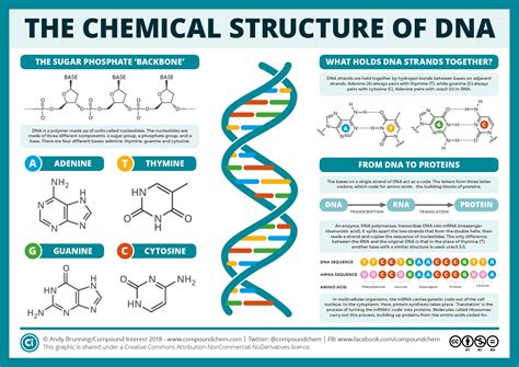 Dna Structural Diagram Chemistry Dna Str Structure Rungs Run