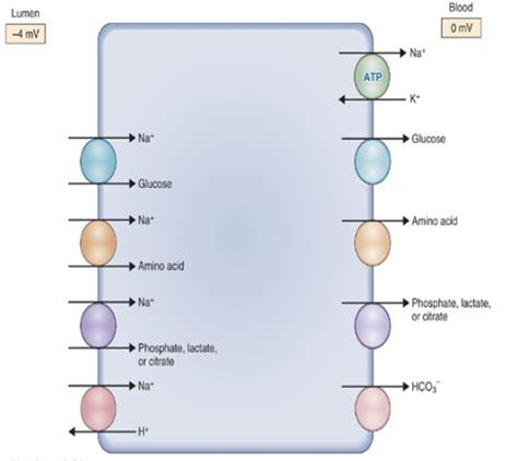 Reabsorption Secretion In The Nephron Flashcards Quizlet