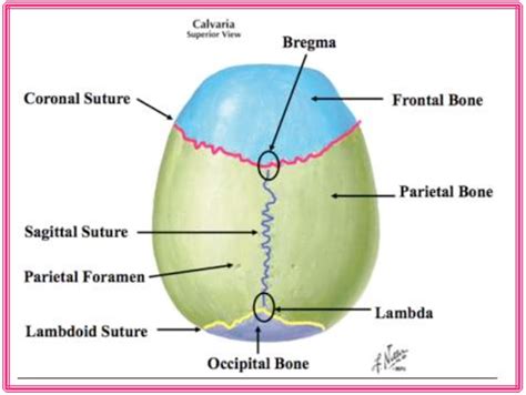 Sagittal Suture