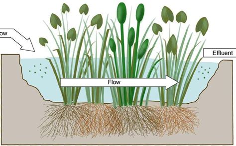 A Schematic Drawing For A Water Flow Path Of A Surface Flow Free Water Download Scientific