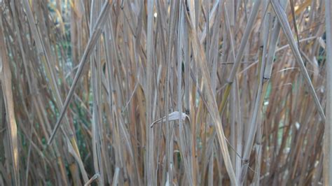 무료 이미지 분기 겨울 목재 정원 선 작은 가지 빨대 갈대 대나무 허브 잔디 가족 식물 줄기 Phragmites 5472x3080