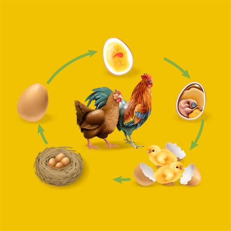 Science Chapter 6 Reproduction In Animals