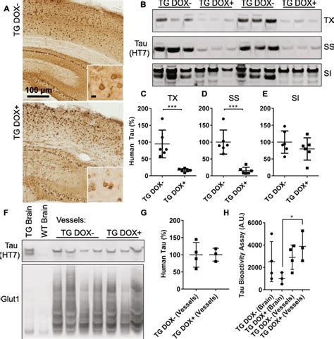 Doxycycline Treatment Reduces Soluble Tau But Does Not Alter Vascular