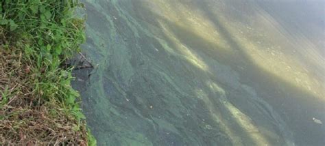 Success In Combating Golden Algae An Experiment On The Kło