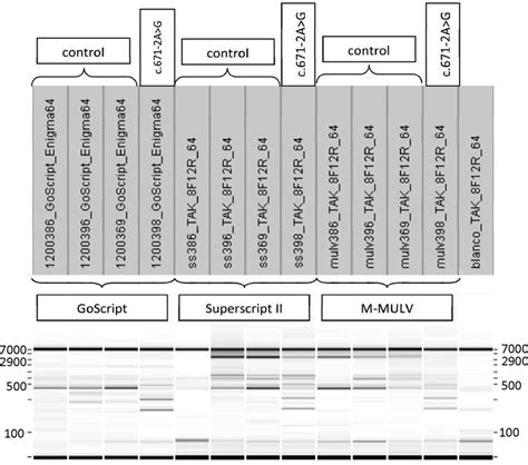 Comparison Of Cdna Synthesis Enzymes For The Detection Of Different Download Scientific Diagram