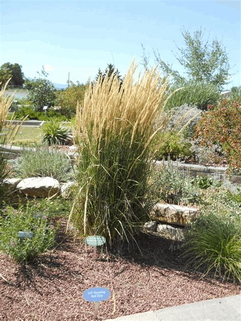 Calamagrostis X Acutiflora Karl Foerster Karl Foerster Feather Reed Grass 5 Fort