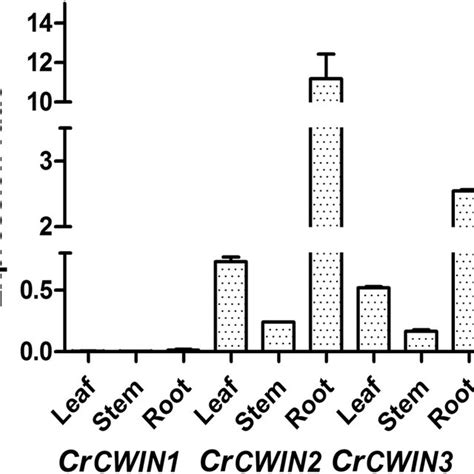 tissue specific expression pattern of the three cwin isoforms in leaf