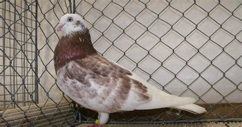 Memeler Highflyer Pigeons Memeler Hochflieger Pigeons Fall
