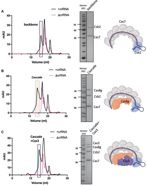 In Vitro Reconstruction Of The Type I G Complex Recombinant Protein