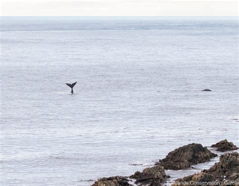 Citizen Science Cetacean Surveys Falklands Conservation