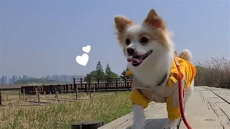 세상 행복한 남의 동네 공원에서 한바탕 뛰고 온 유솔이 Youtube