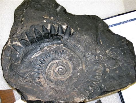 Helicoprion Ferrieri Fossil Shark Tooth Whorl In Phosphatic Limestone