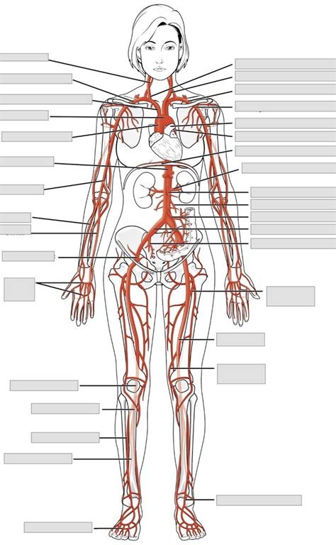 Part 3 Diagram Quizlet