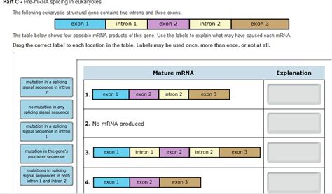 Solved Pre Mrna Splicing In Eukaryotes The Following