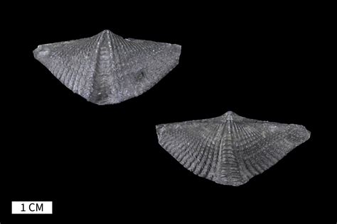 Mucrospirifer Prolificus · Devonian Atlas Of Ancient Life