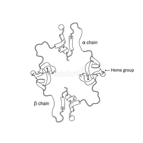 Four Polypeptide Chains Alpha Chain 1 Blue Alpha Chain 2 Stock