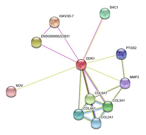 Ddr1 General Information Sino Biological