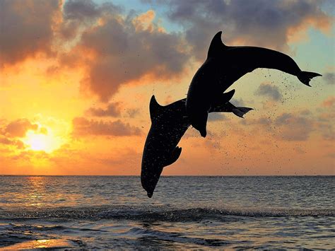 200 Dolphins Pictures