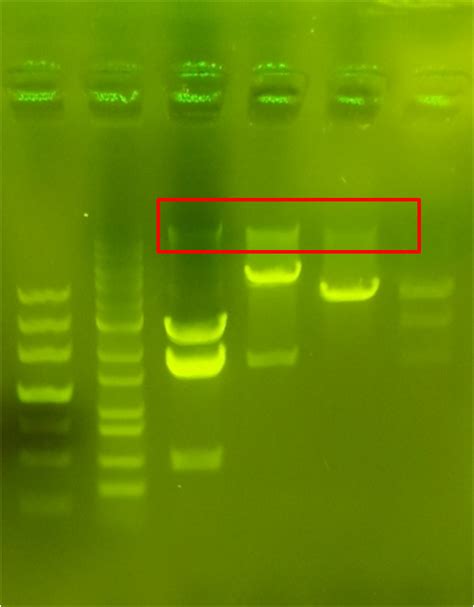 质粒提取出现问题求解决？ 盖德化工问答