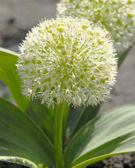 Allium Karativiense Ivory Queen Bulbs — Buy Online At Farmer Gracy Uk