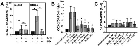 l 1b mediates signaling via cox 2 in human dental pulp cells a