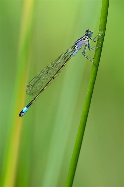 Gratis Afbeeldingen Gras Vleugel Fotografie Blad Vrouw Groen Insect Fauna Ongewerveld