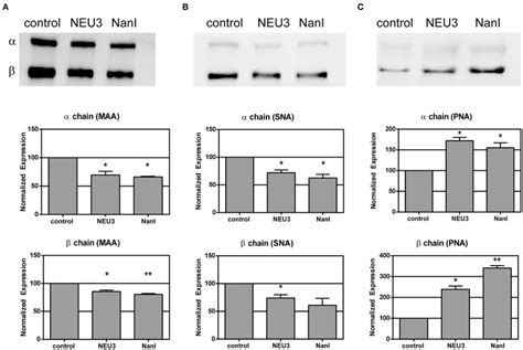 LFA 1 Diffusion Is Altered By NEU Treatment The Lateral Mobility Of