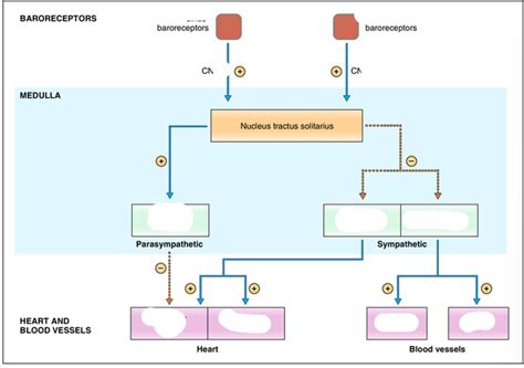 Baro Reflex To Arterial Pressure Increase Diagram Quizlet