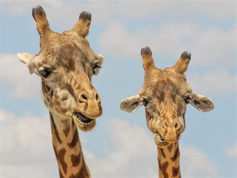 How Do Giraffes Communicate Unraveling Giraffes Unique Language