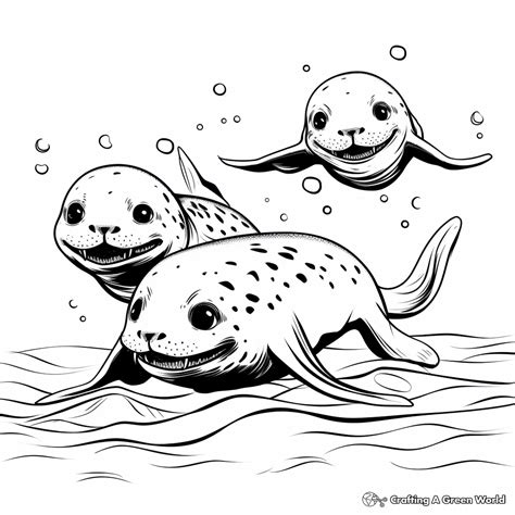 Leopard Seal Coloring Pages Free And Printable