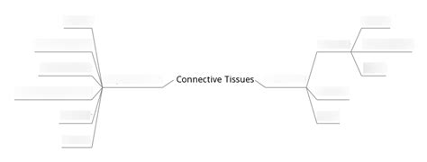 Connective Tissues Diagram Quizlet