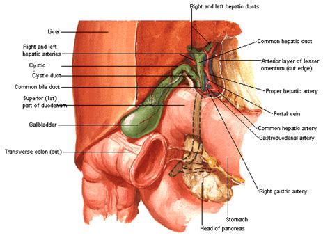Gallbladder Infundibulum