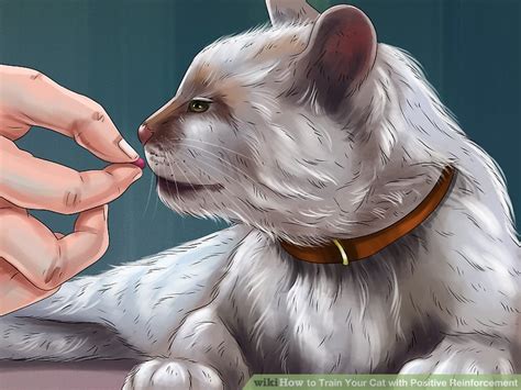 How To Train Your Cat With Positive Reinforcement 9 Steps