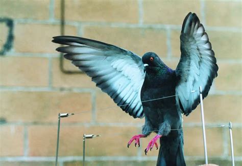 Bird Deterrent Systems Dyno Pest