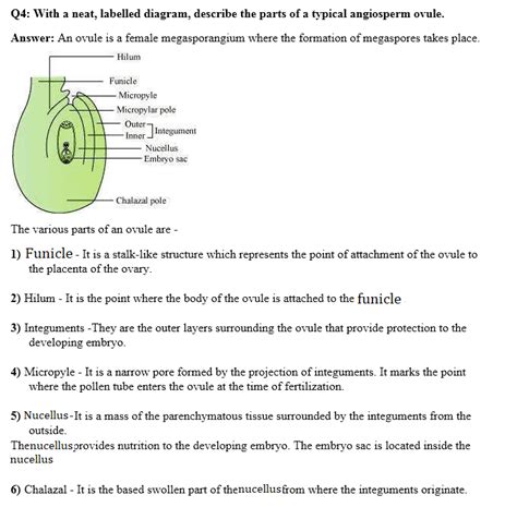 NCERT Solutions For Class 12 Biology Chapter 2 Sexual Reproduction In Flowering Plants