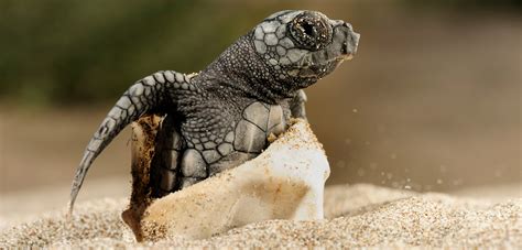 Its Gettin Hot In Here So Water All Your Eggs Hakai Magazine