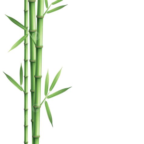 realistic bamboo sticks leaves decor element vector realistic bamboo element png and vector