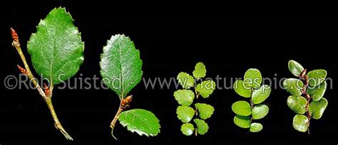 Beech Tree Comparison By Rob Suisted Well Known New Zealand Natural