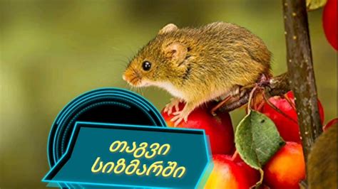 სიზმრის ახსნა თაგვი სიზმარში Sizmris Axsna Tagvi Sizmarshi Youtube