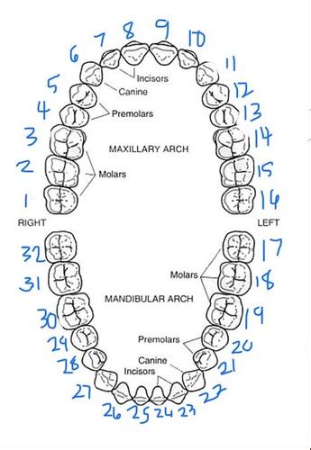 Palmer Notation Method Permanent Teeth Flashcards Quizlet