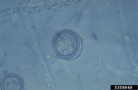 Pythium Root And Stem Rot Pythium Coloratum Vaartaja