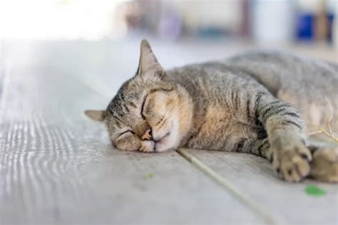All You Need To Know About Catnip A Feline Fasination