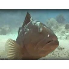 The Fauna Of The Tuvalu Sea Is Characterized By Its Purity Richness