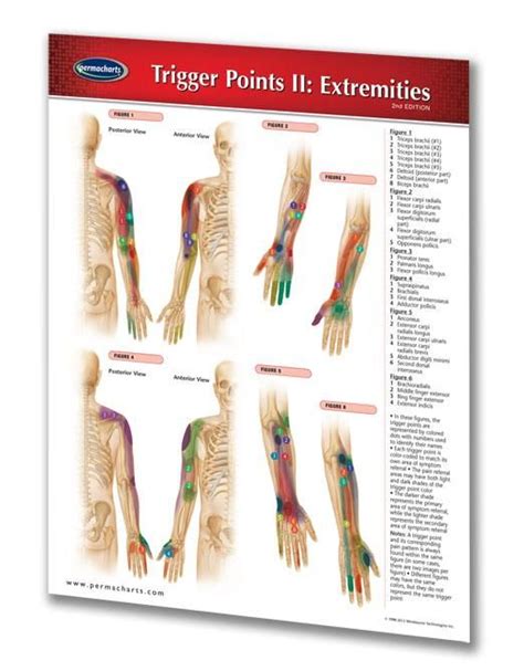 This Trigger Point I And II Quick Reference Guide Bundle Is Perfect For Acupuncture And