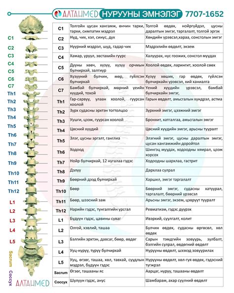 Алтанмед ⚕️Хүзүүний нэгдүгээр үе гавал ясны хооронд мэдрэл дарагдахад толгой байнга өвдөх