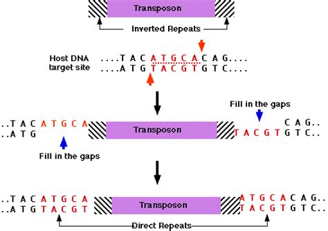 10 4 Transposons Jumping Genes Biology Libretexts